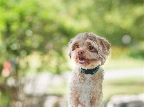 Joey The Muppet Furry People Productions