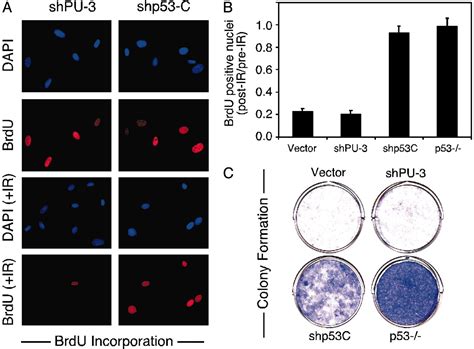 Suppression Of Tumorigenesis By The P53 Target PUMA PNAS