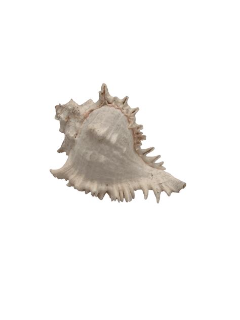 Large Natural Conch Sea Shell The Living Room Berry