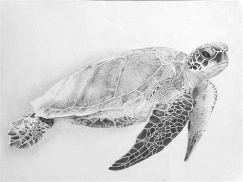 turtle drawing dimension