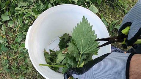 El Ingrediente Secreto Para Un Jardín Saludable Las Plantas Crecerán 5