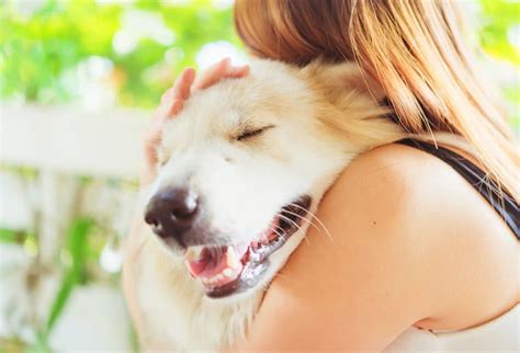 The Best Dog Breeds For Emotional Support Modern Dog Magazine