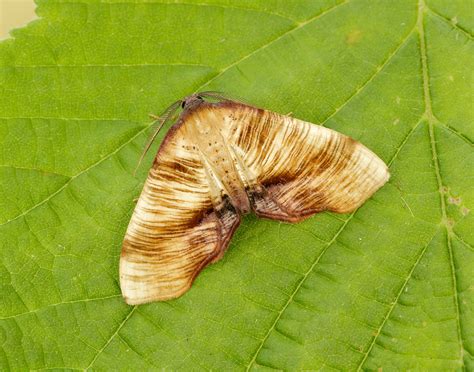 Scorched Wing Butterfly Conservation