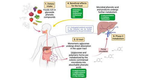 17 Polyphenol Benefits Uses Foods And Supplements For Health