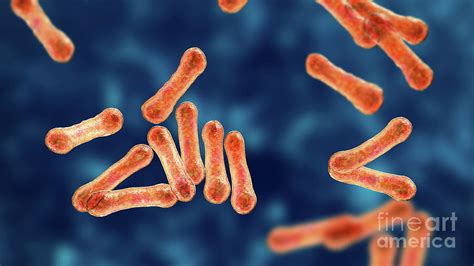 Corynebacterium Diphtheriae Photograph By Kateryna Konscience Photo