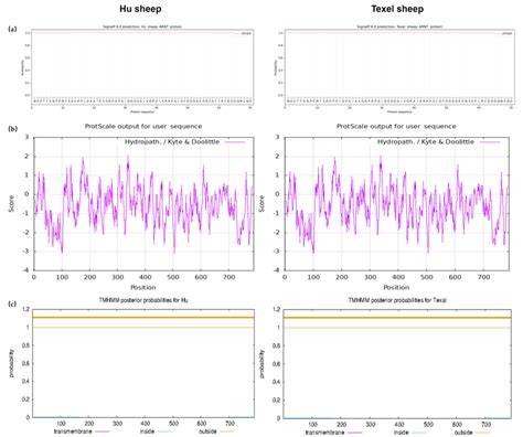 Arnt Protein Structure And Property Prediction A Signal Peptide