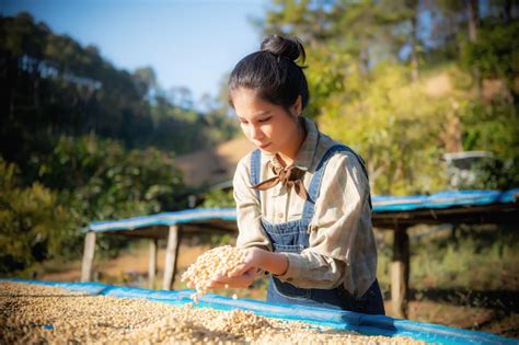 커피 생산 꿀 공정의 자연 태양 건조 전구 제거 및 태국 치앙마이에서 건조하고 프리미엄 품질의 커피를 위해 달콤한 상태로 유지