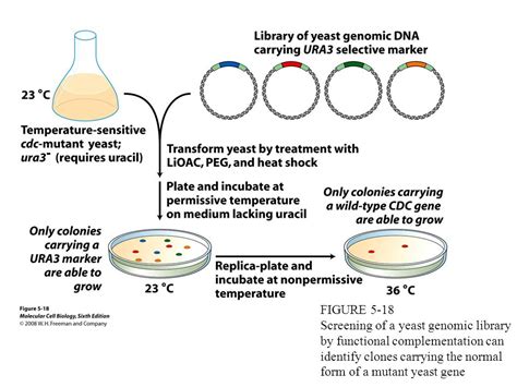 Molecular Cell Biology Ppt Video Online Download