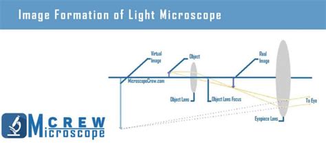 How Does A Light Microscope Work Complete Guide Microscope Crew