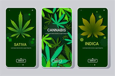 세트 대마초 Sativa 인디카 마리화나잎 마약 소비 개념 스마트 폰 화면 컬렉션 온라인 모바일 앱 평면 복사 공간 수평 개체