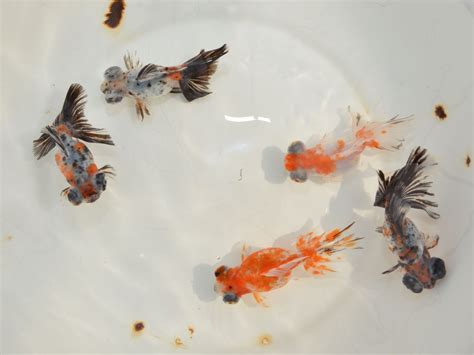 入荷情報 第2弾！！ 佐賀金魚専門店 花咲くじっちゃま 楽天ブログ