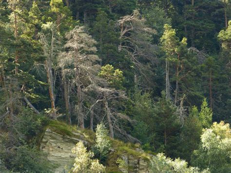 Empirical Mortality Models In Stand Scale Simulations Of Forest