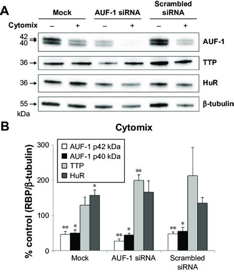 Expression Of Rna Binding Proteins In Beas 2b Cells Following Auf 1 Download Scientific Diagram