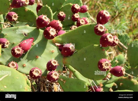 Prickly Pear Cactus With Fruits Opuntia Ficus Indica Indian Fig