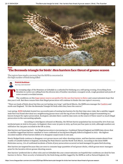 Environment The Bermuda Triangle For Birds Hen Harriers Face Threat Of Grouse Season