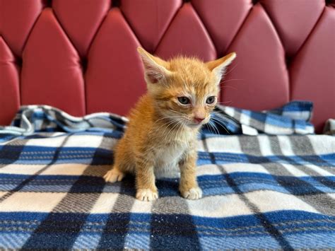 코리안숏헤어 망고 말티즈분양가격 말티푸분양가격 비숑프리제분양가격 미니비숑프리제분양가격 포메라니안분양가격 푸들분양가격 토이푸들분양가격 골든리트리버분양가격 래브라도리트리버분양