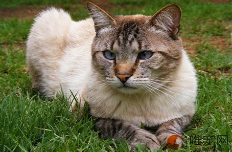 猫咪会把主人当恋人吗 具体表现有哪些唯宠网