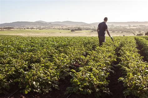 Hzpc Fully Committed To Developing Robust Varieties For More Food