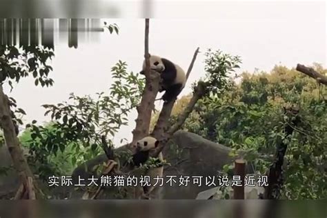 穿最好的装备却是最怂的熊大熊猫没有天敌为何还这么怂呢 大熊猫 装备 最好的