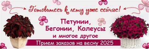Купить укорененные черенки и срезы колеуса в Липецке и с доставкой по России