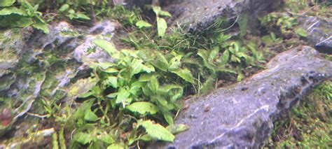 What Is The Issue The Planted Tank Forum
