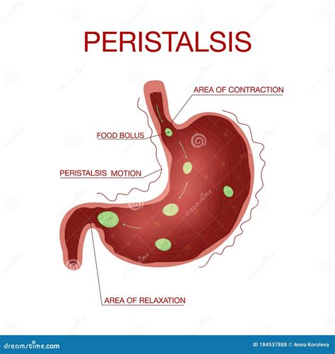 Digestion And Peristalsis Gastrointestinal Peristalsis Diagram Human Digestive System Stock
