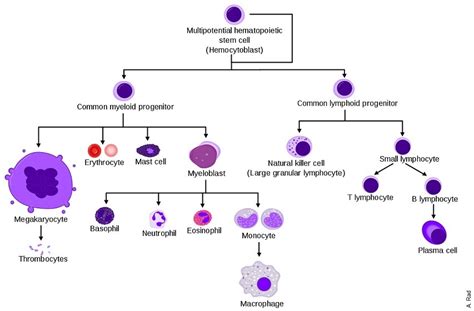 The Developing Cell Cell Division And Cell Differentiation The A