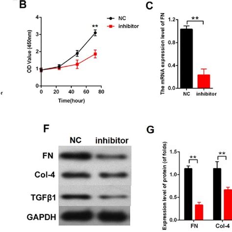 Downregulation Of Mir 221 Attenuated Proliferation And Fibrosis Related