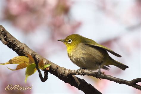 桜にメジロ縮景園 夢楽の風まかせ