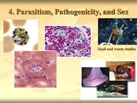 Ppt Biology Of Sex Powerpoint Presentation Free Download Id6899927