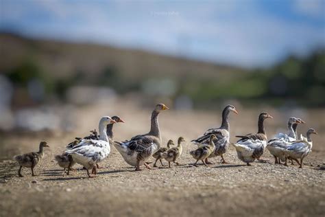 Dynamic Images That Demonstrate The Power Of Shallow Depth Of Field