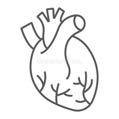 Het Menselijke Pictogram De Anatomie En De Biologie Van De Hart Dunne