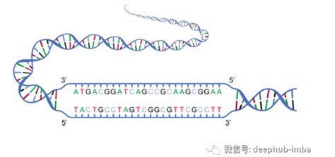 使用机器学习和Python揭开DNA测序神秘面纱一 阿里云开发者社区