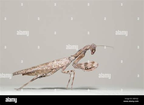 Indonesian Double Shield Mantis Pnigomantis Medioconstricta Stock