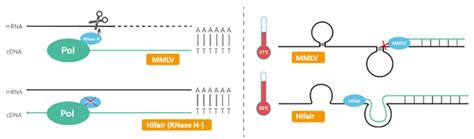 Accurate Diagnosis Starts With Reverse Transcription