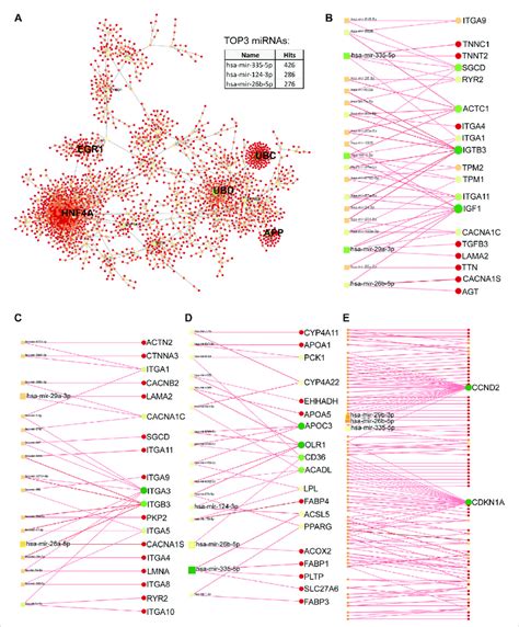 Protein Protein Interaction Network Analysis Based On Differentially