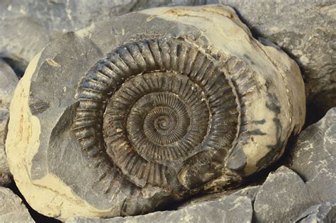 Ammonite Stock Image C0093837 Science Photo Library