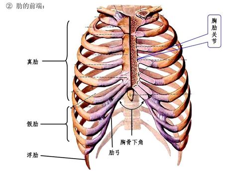 肋骨弓下縁位置図 胸骨と肋骨の関節 Xyfnj