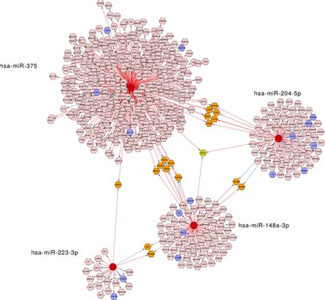 Network Of Candidate Mirnas And Their Putative Target Genes Network