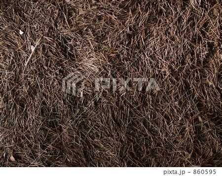 枯草 枯れ草 落ち葉の写真素材 860595 PIXTA