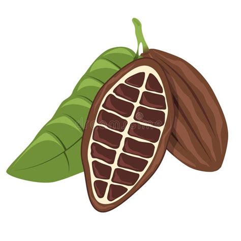Cocoa Bean Crop Stock Illustrations 1 069 Cocoa Bean Crop Stock