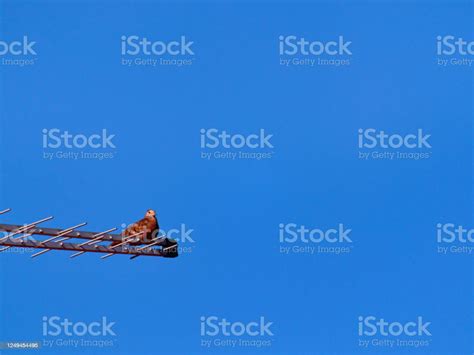 강렬한 푸른 하늘 아래 Tv 안테나의 막대에 자리 잡고 공통 지상 비둘기 새 갈색에 대한 스톡 사진 및 기타 이미지 갈색 깃털 꼬리 Istock