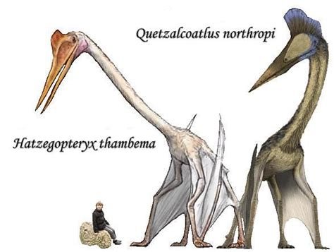 Hatzegopteryx Prehistoric Animals Ancient Animals Prehistoric Wildlife