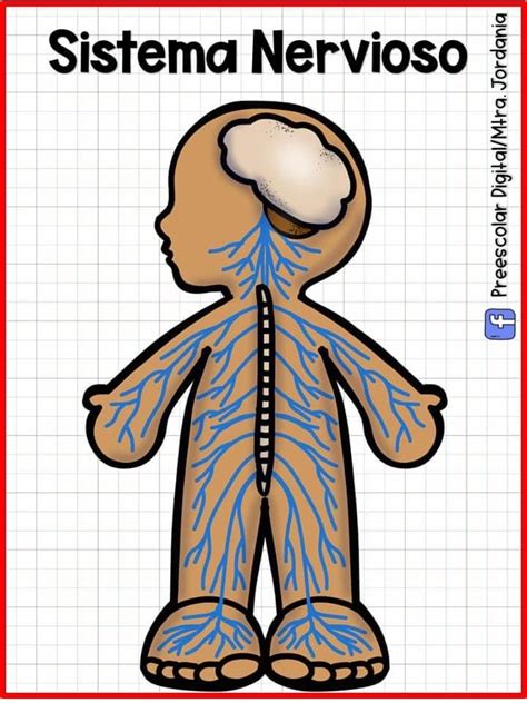 Pin De Jackie D Rockbless En Cuerpo Cuerpo Humano Imagenes El Cuerpo Humano Imagenes Sistema