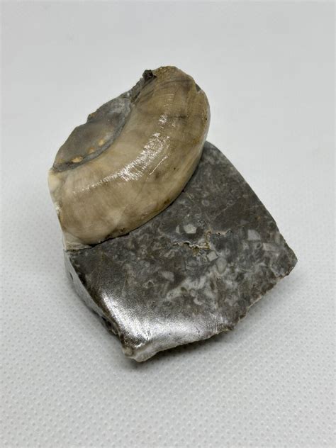 Coiled Nautiloid Section Carboniferous The Fossil Forum