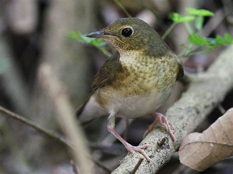 Siberian Blue Robin Ebird