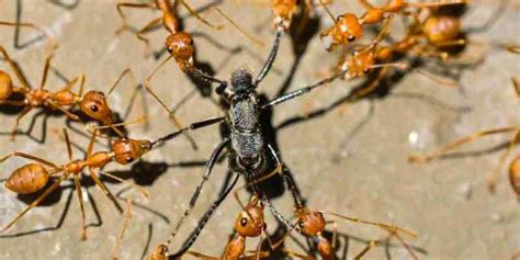 Apterygota Royal Entomological Society