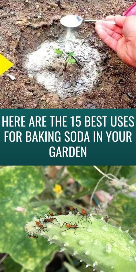 10 Ways Baking Soda Can Transform Your Garden Artofit