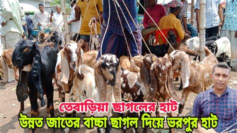 উন্নত জাতের বাচ্চা ছাগল দিয়ে ভরপুর হাট। উন্নত ও ক্রস জাতের ছাগলের দাম