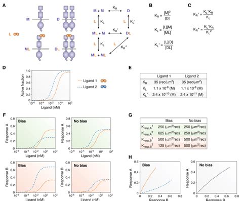 Predictions Of Responses For Dimeric Ligands Based On The Rtk
